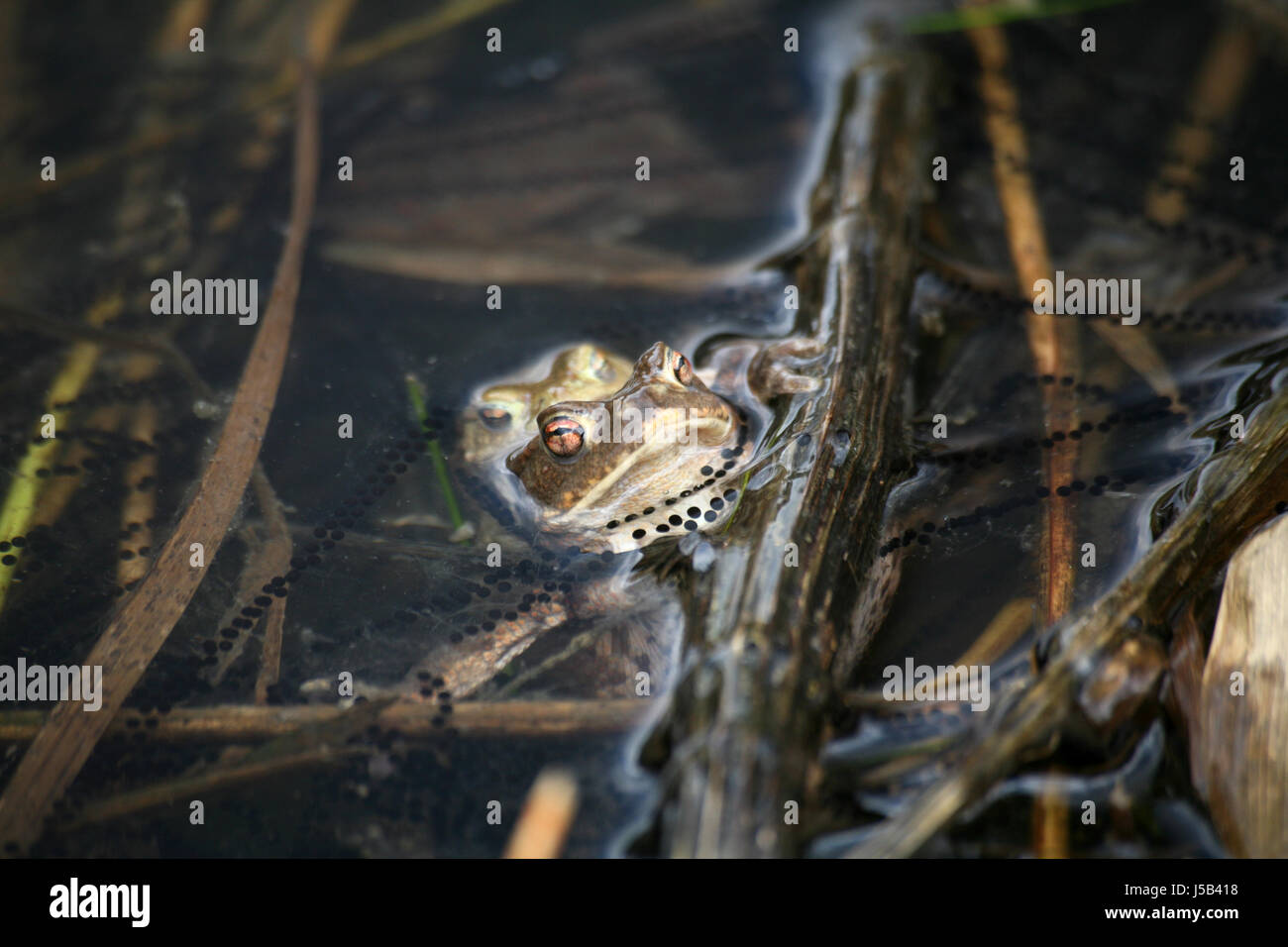 amphibian frog toads fresh water pond water toad frogs spawn ...