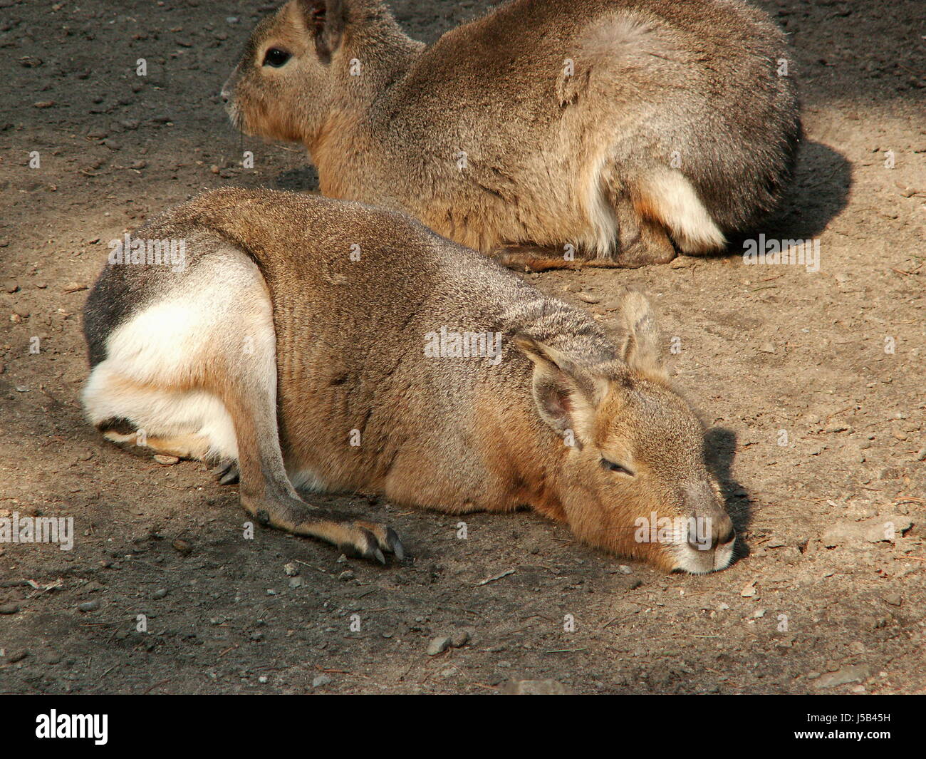 Spring Hare Sleeping