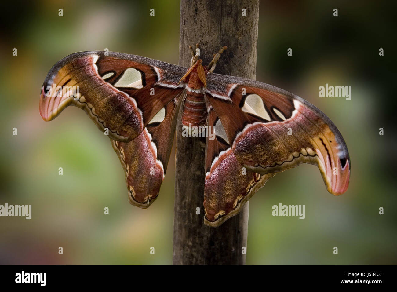 Map moth hi-res stock photography and images - Alamy