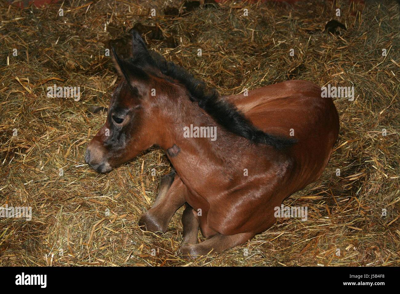 an easter foal Stock Photo - Alamy