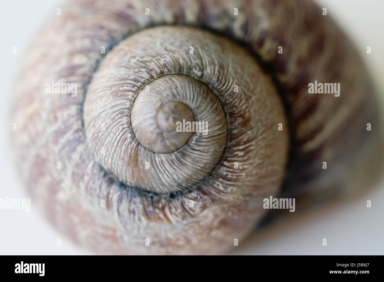 beach seaside the beach seashore shell snail snail shell shellfish ...