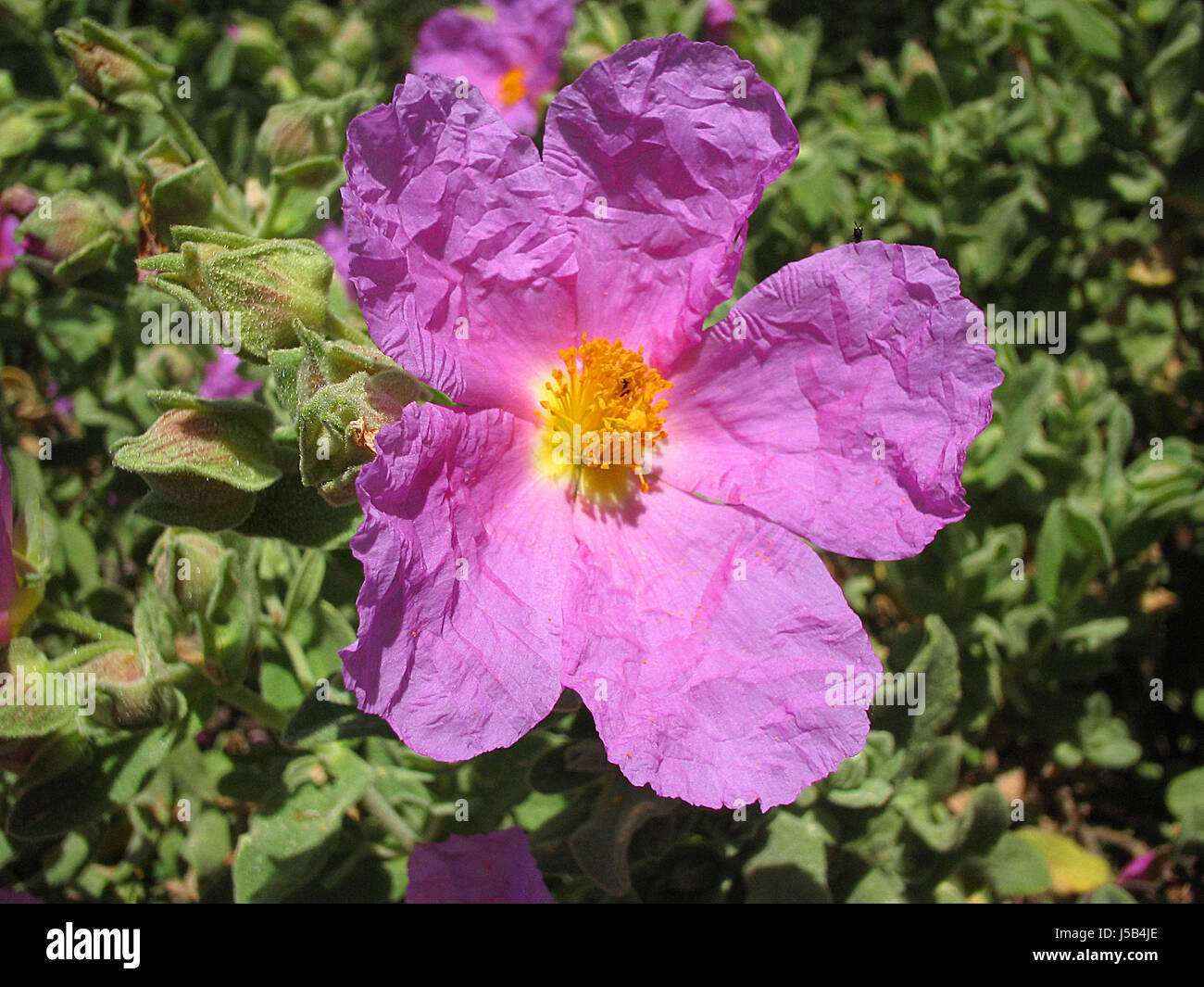 beautiful beauteously nice health flower plant bloom blossom flourish ...