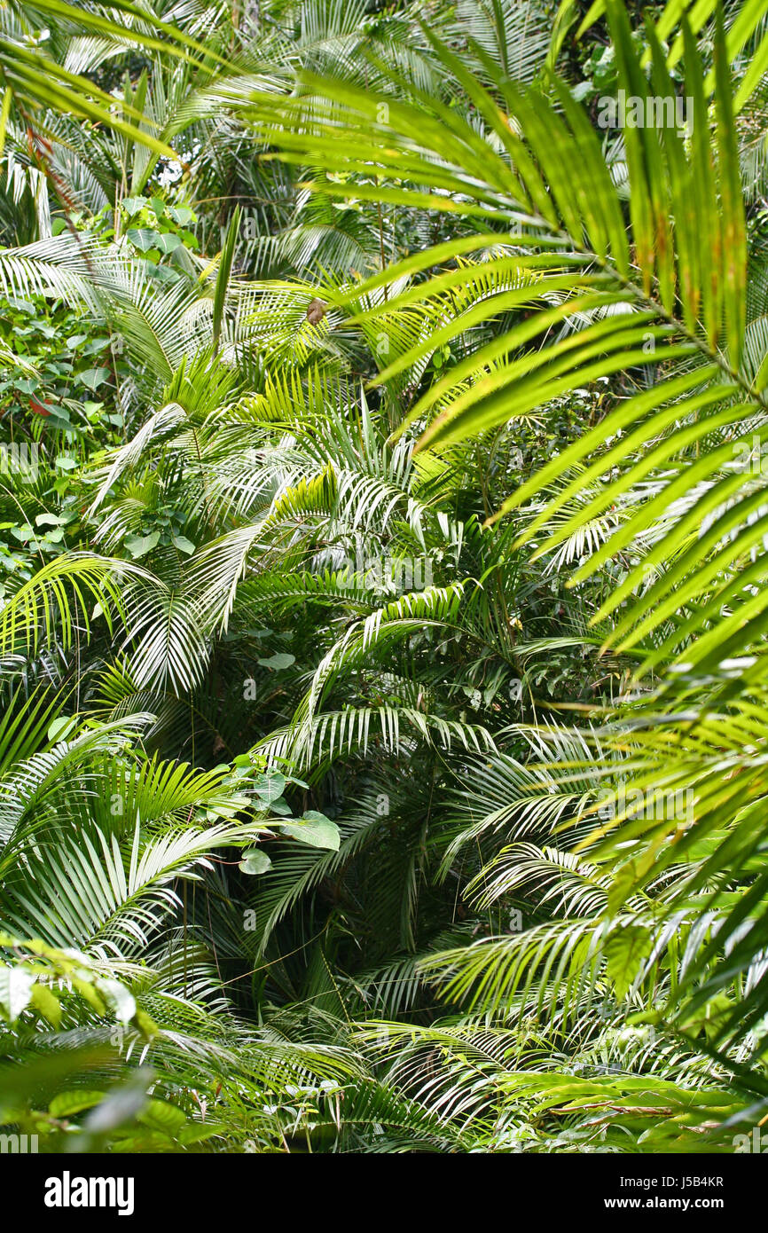 green australia jungle palms palmtrees rainforest rain forest tropics ...