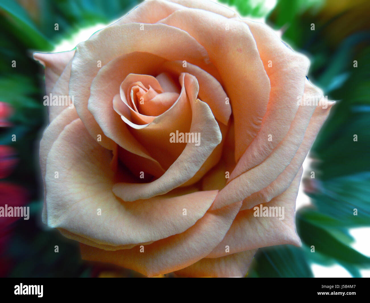 garden plant flower rose bloom blossom flourish flourishing flowers ...