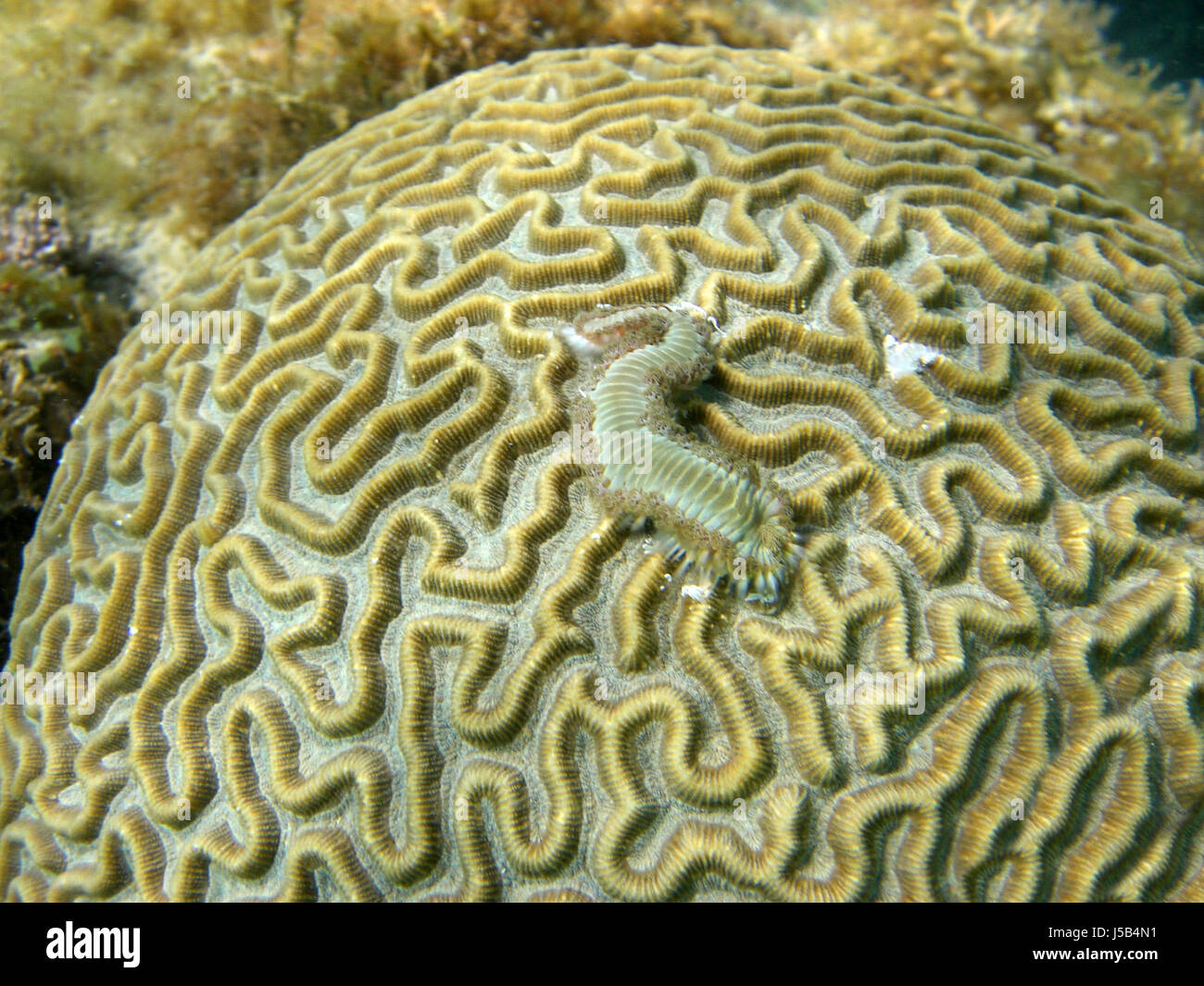 brain coral with centipede Stock Photo - Alamy