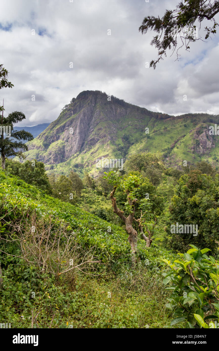 Mountain view near Ella, Sri Lanka Stock Photo - Alamy