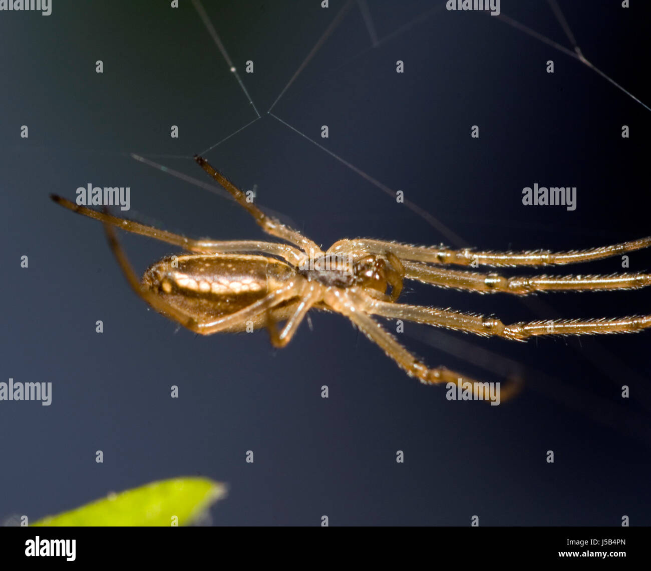 on silken thread Stock Photo - Alamy