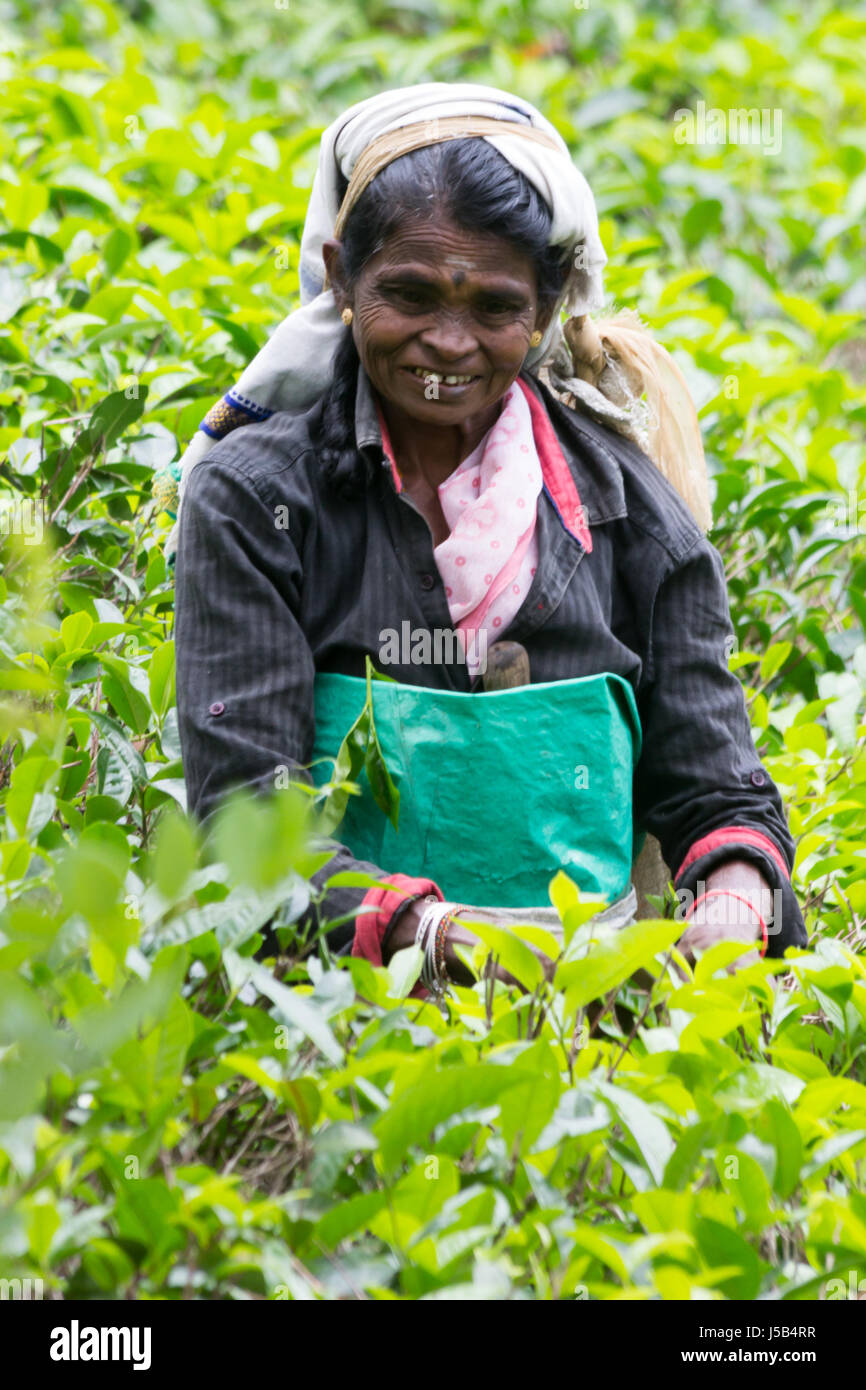 Indian tea picker hi-res stock photography and images - Alamy