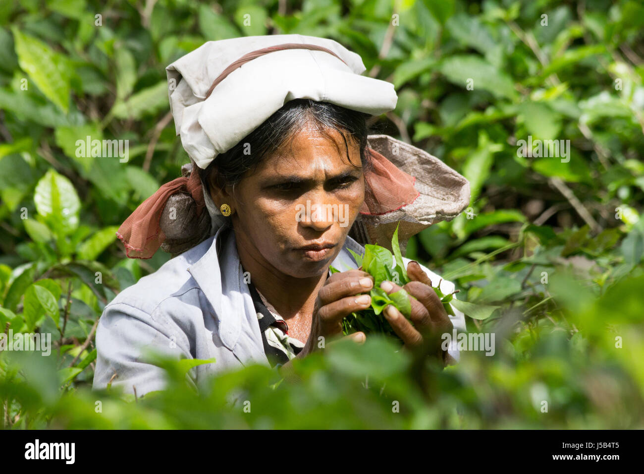 Woman tea picker in Ella, Sri Lanka Stock Photo - Alamy