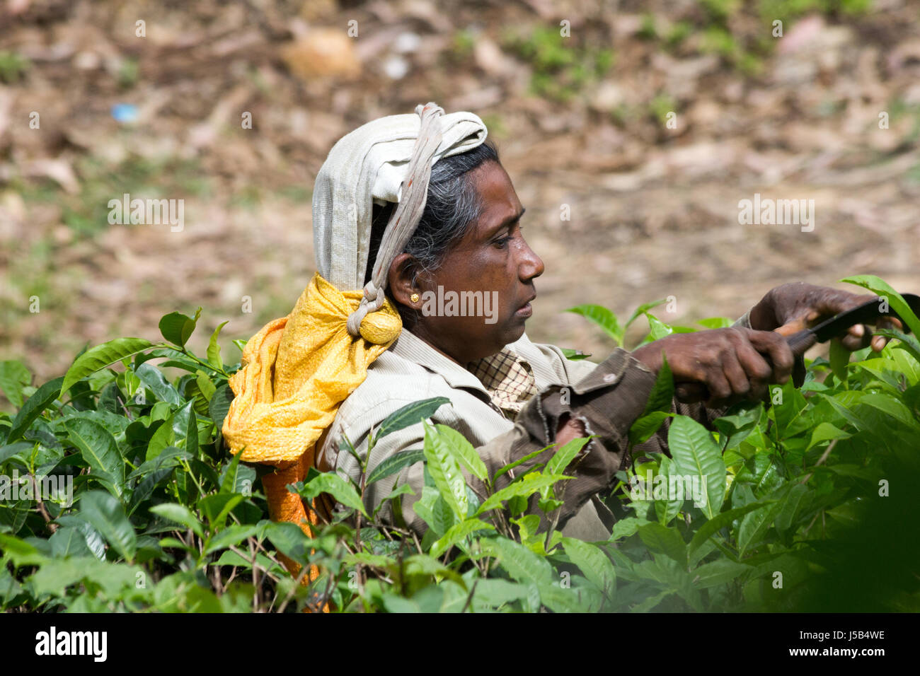 Woman growing tea hi-res stock photography and images - Alamy