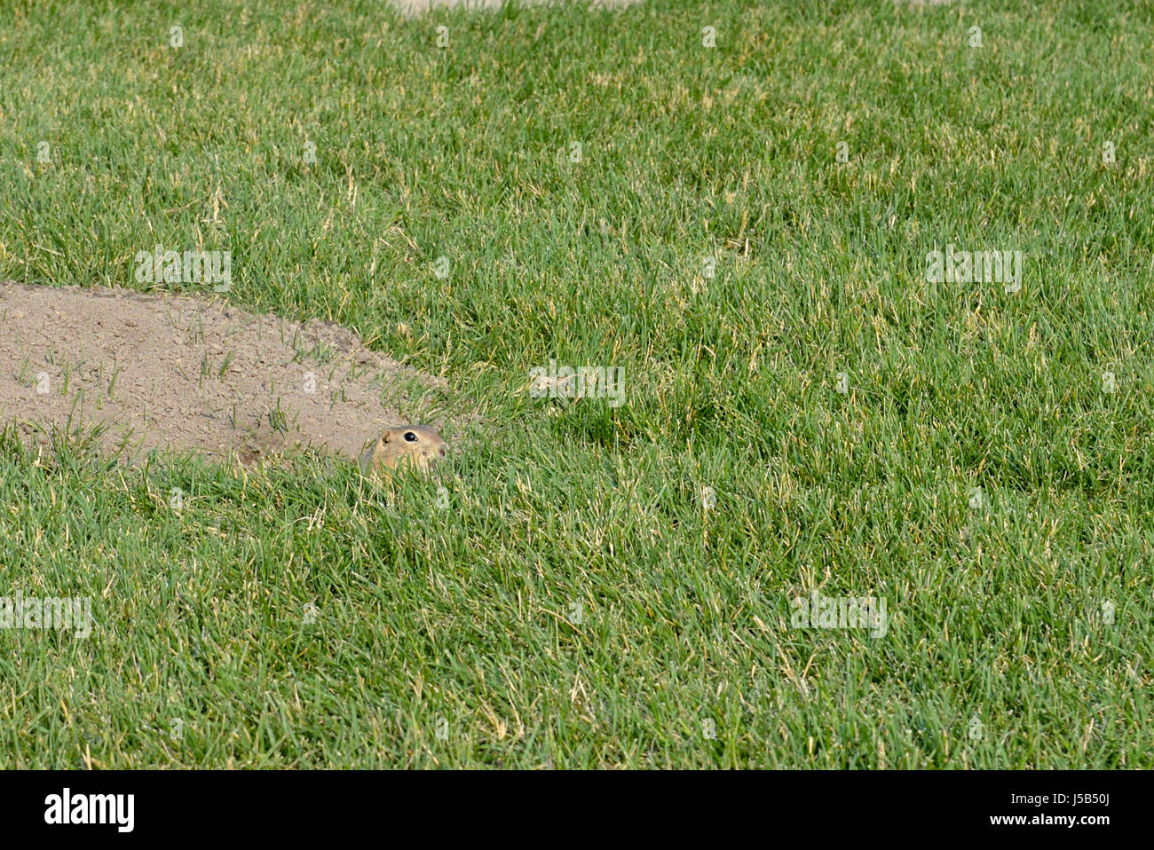 Curious gopher peeking outside its home in summer Stock Photo - Alamy