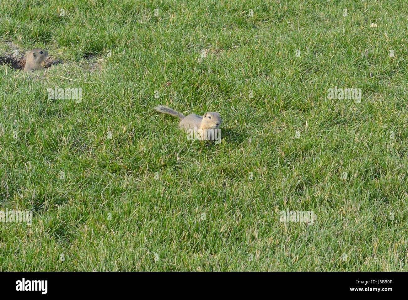 Curious gopher peeking outside its home in summer Stock Photo - Alamy