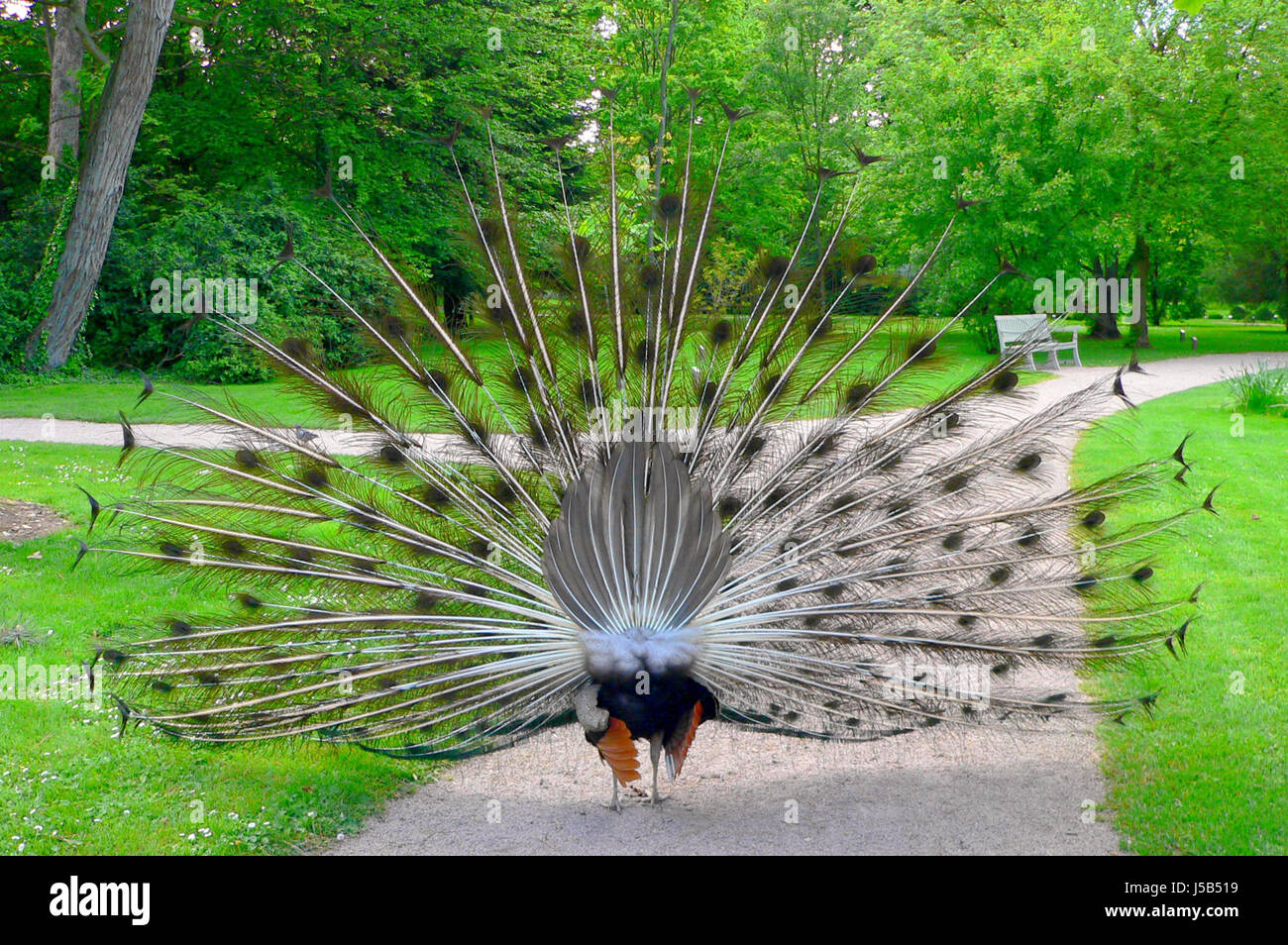 animal bird birds wing feathers peacock backside reverse nature ...