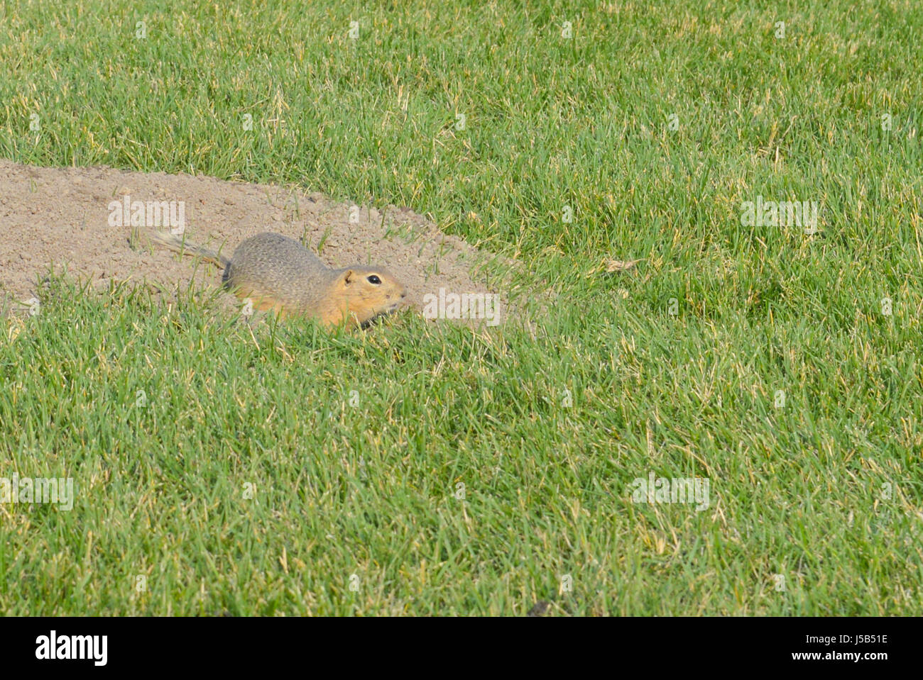 Curious gopher peeking outside its home in summer Stock Photo - Alamy
