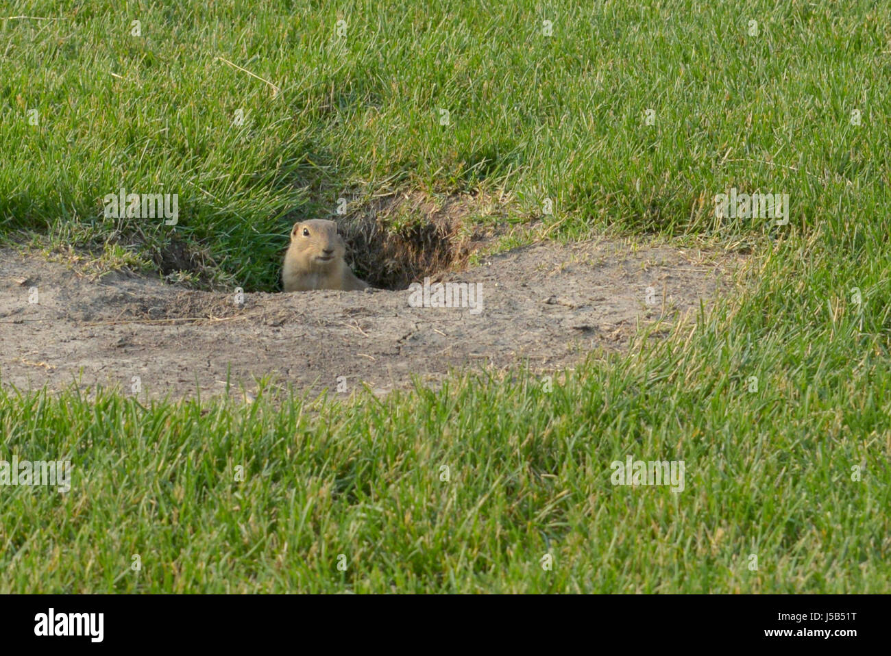 Curious gopher peeking outside its home in summer Stock Photo - Alamy