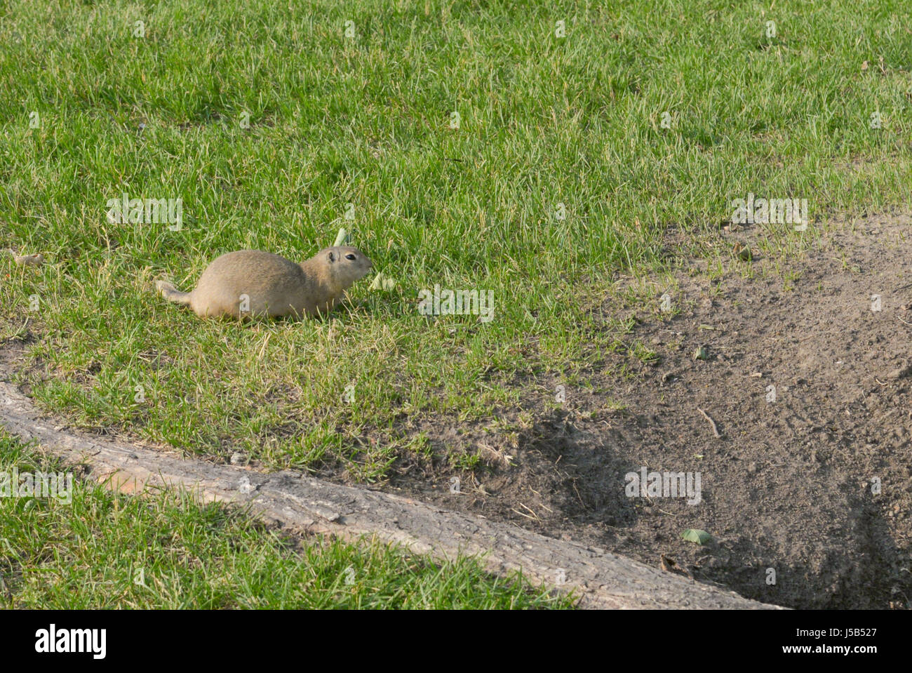 Curious gopher peeking outside its home in summer Stock Photo - Alamy