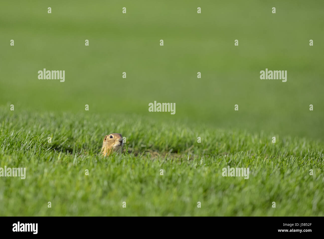 Curious gopher peeking outside its home in summer Stock Photo - Alamy