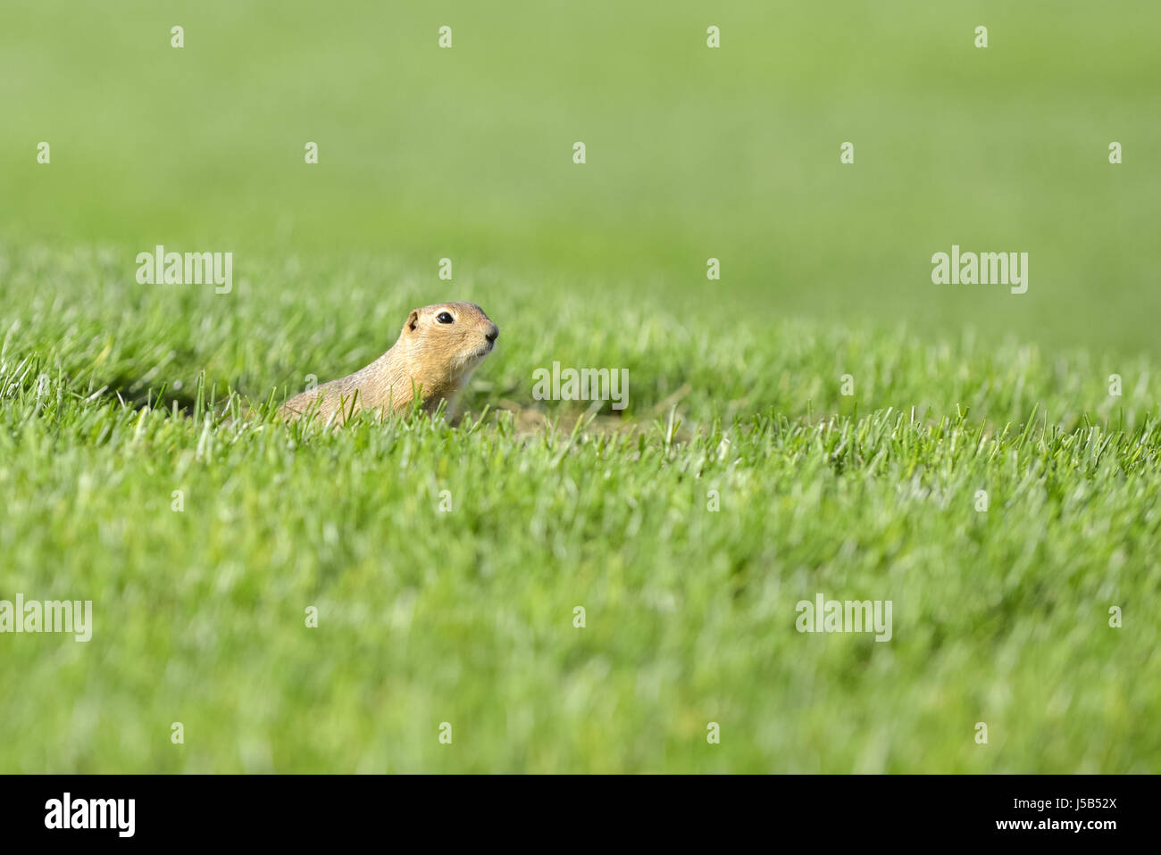 Curious gopher peeking outside its home in summer Stock Photo - Alamy