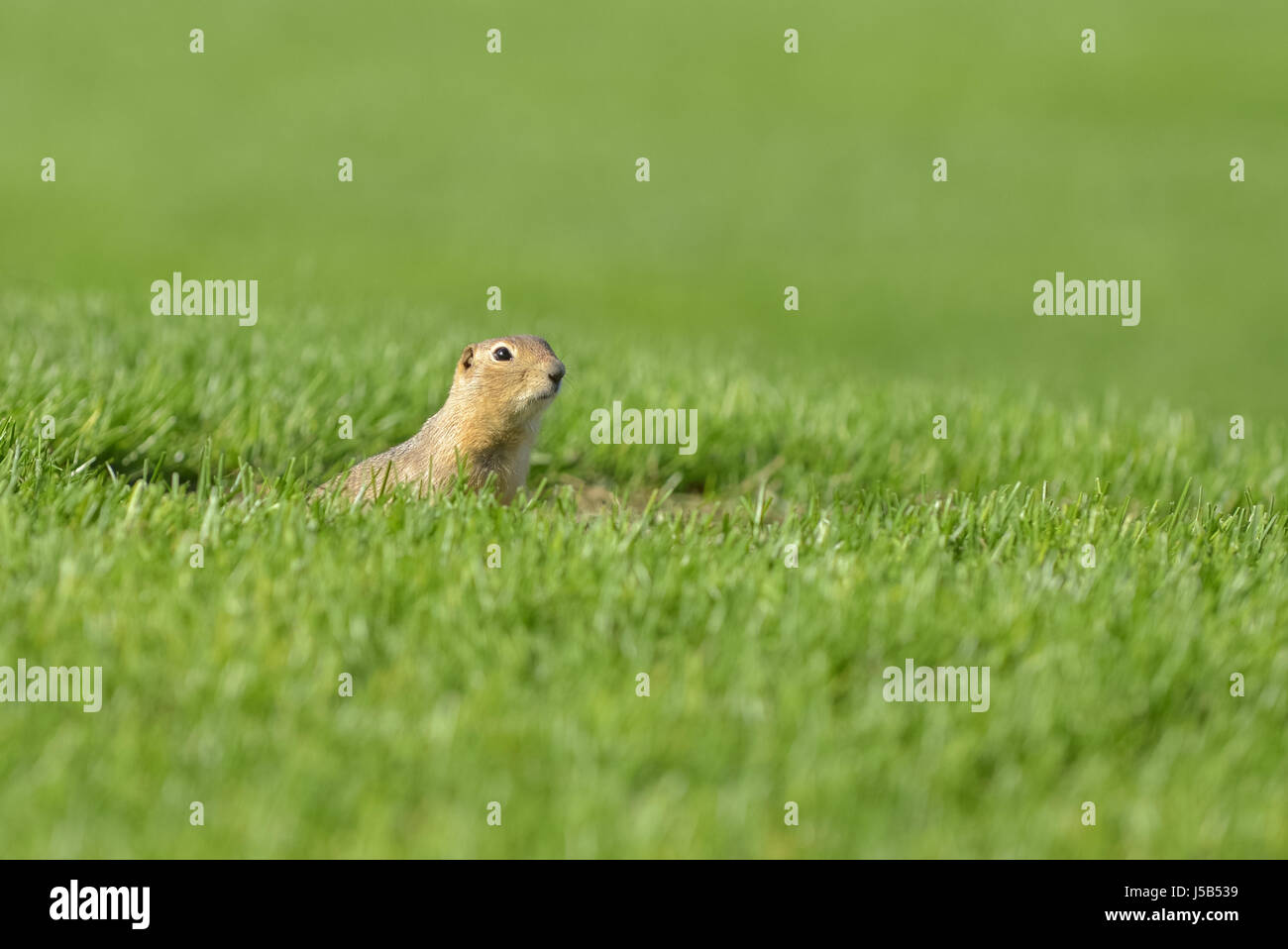 Curious gopher peeking outside its home in summer Stock Photo - Alamy