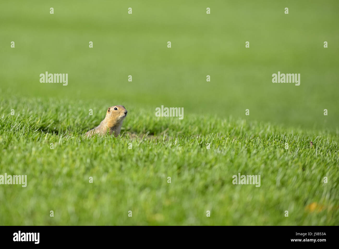 Curious gopher peeking outside its home in summer Stock Photo - Alamy