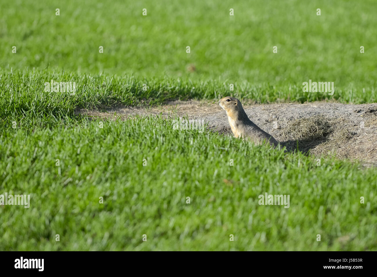 Curious gopher peeking outside its home in summer Stock Photo - Alamy