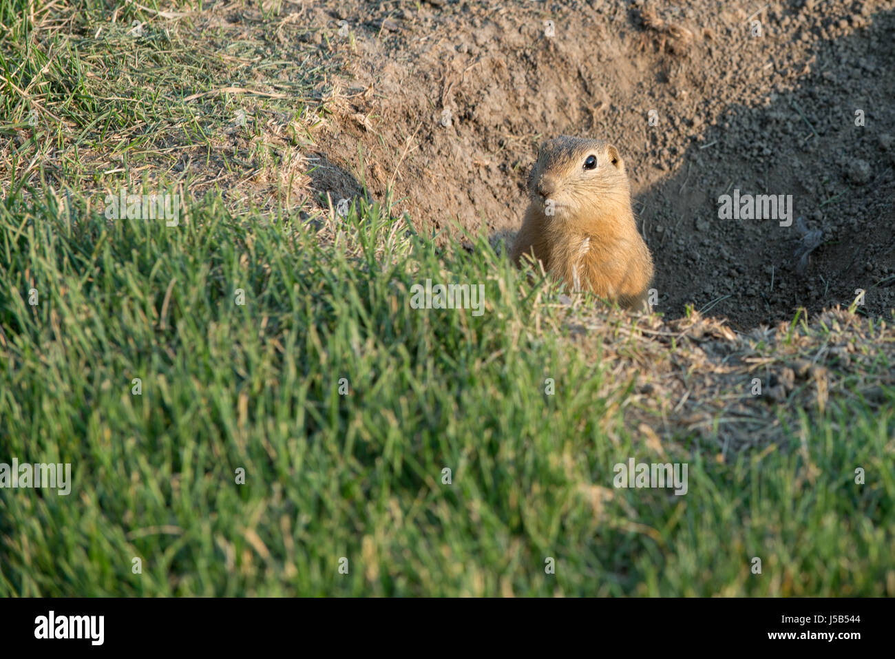 Curious gopher peeking outside its home in summer Stock Photo - Alamy