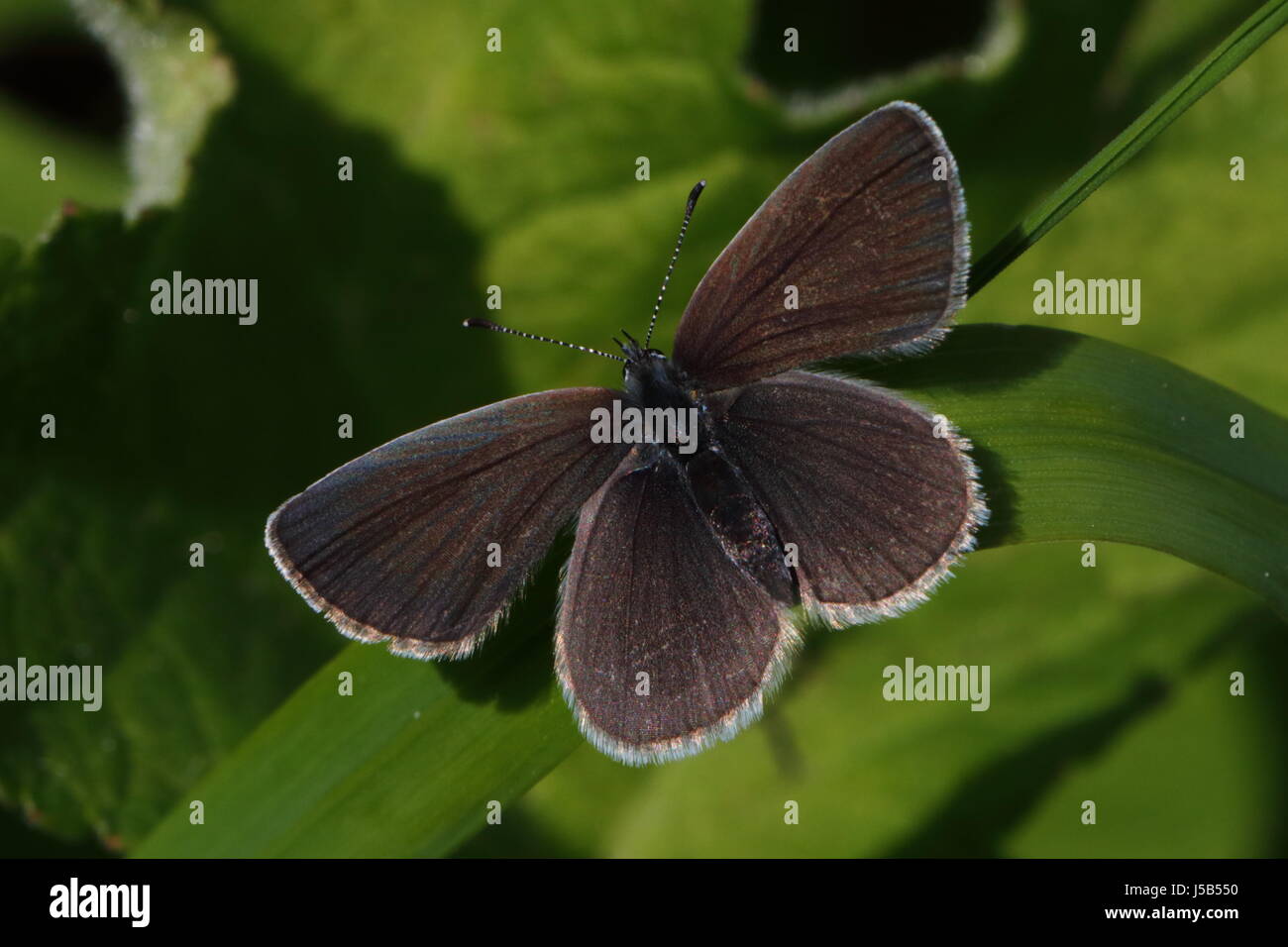 Female Small Blue Butterfly Stock Photo - Alamy