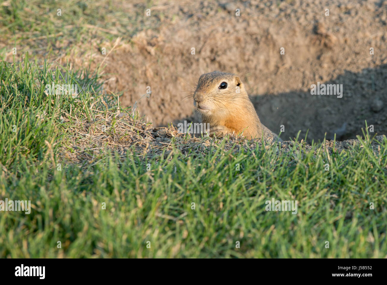 Curious gopher peeking outside its home in summer Stock Photo - Alamy
