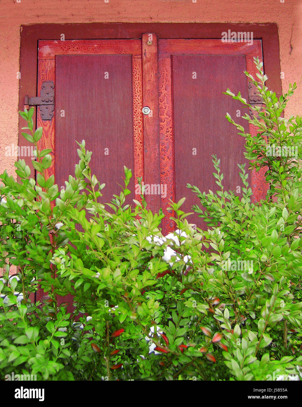 Grner busch hi-res stock photography and images - Alamy