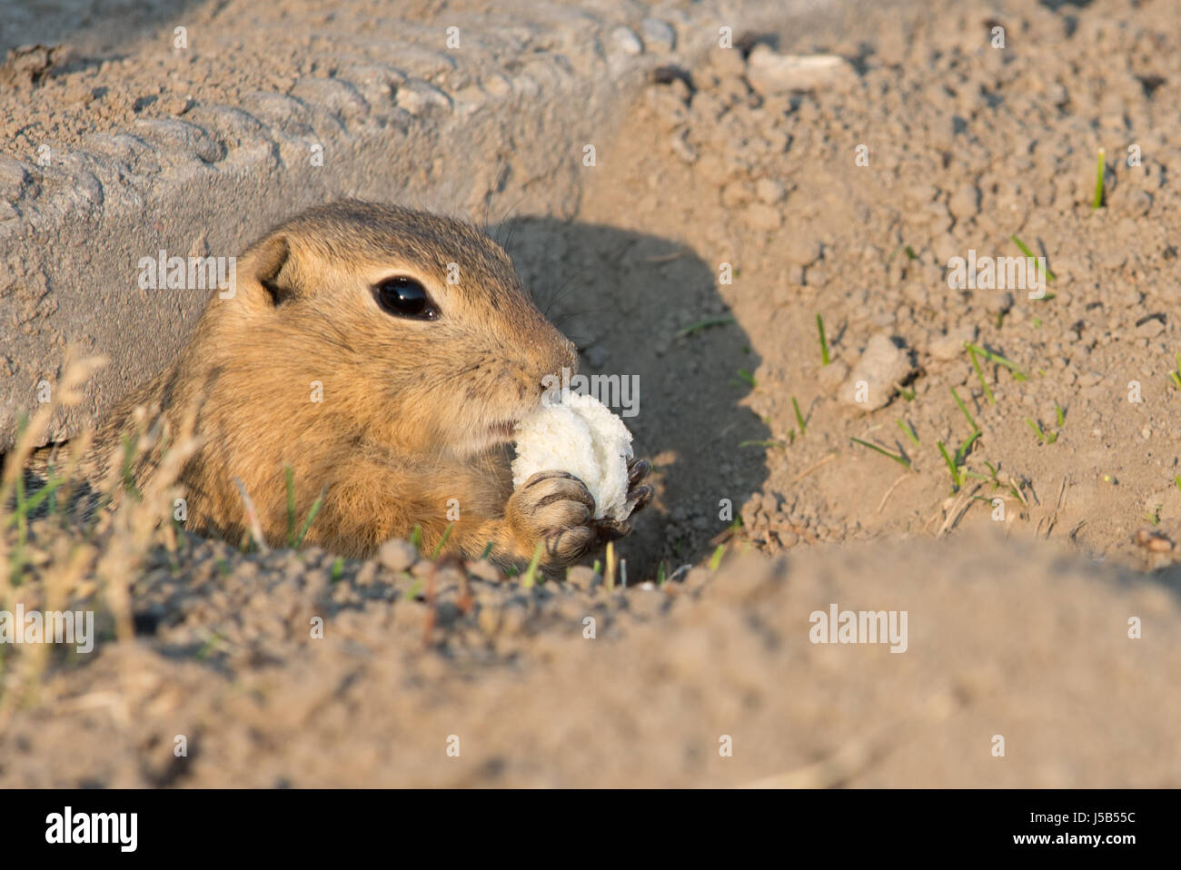 Curious gopher peeking outside its home in summer Stock Photo - Alamy