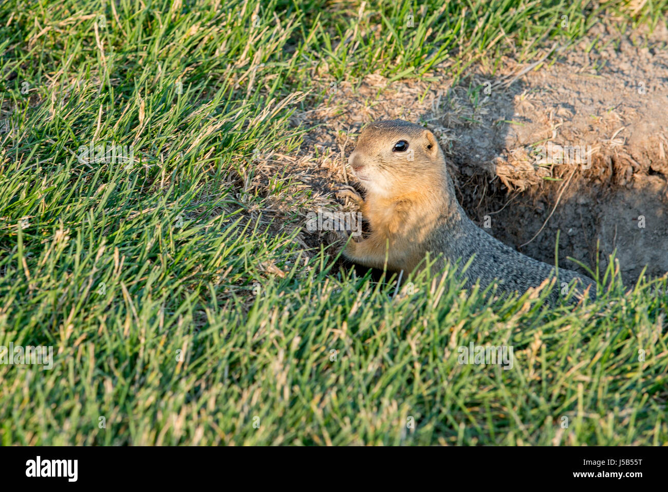 Curious gopher peeking outside its home in summer Stock Photo - Alamy