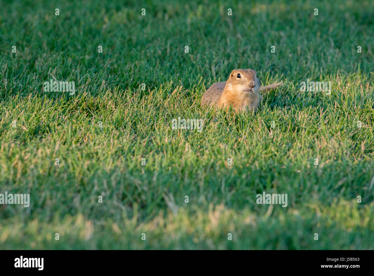 Curious gopher peeking outside its home in summer Stock Photo - Alamy