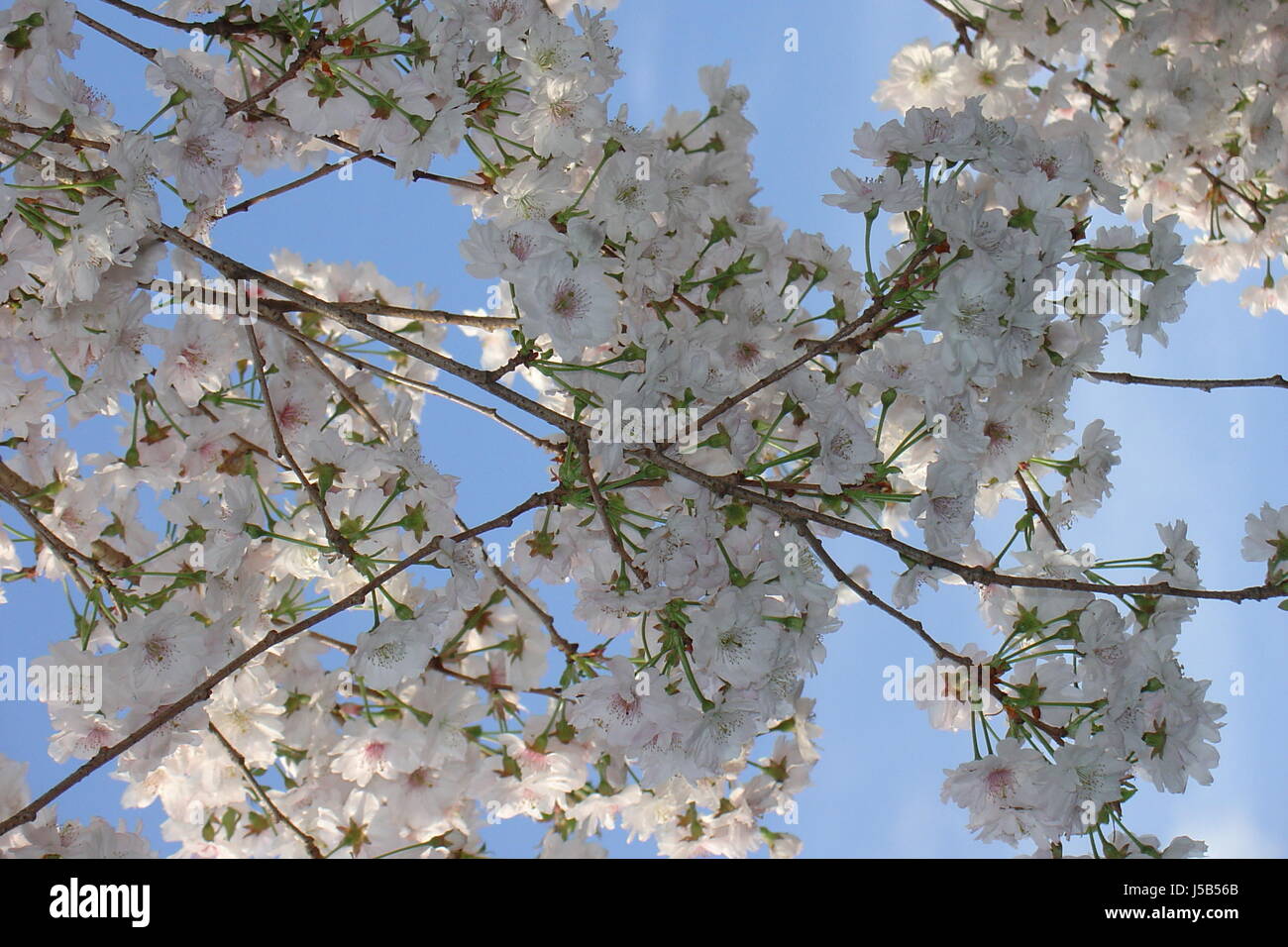 tree garden bloom blossom flourish flourishing spring cherry easy filmy ...