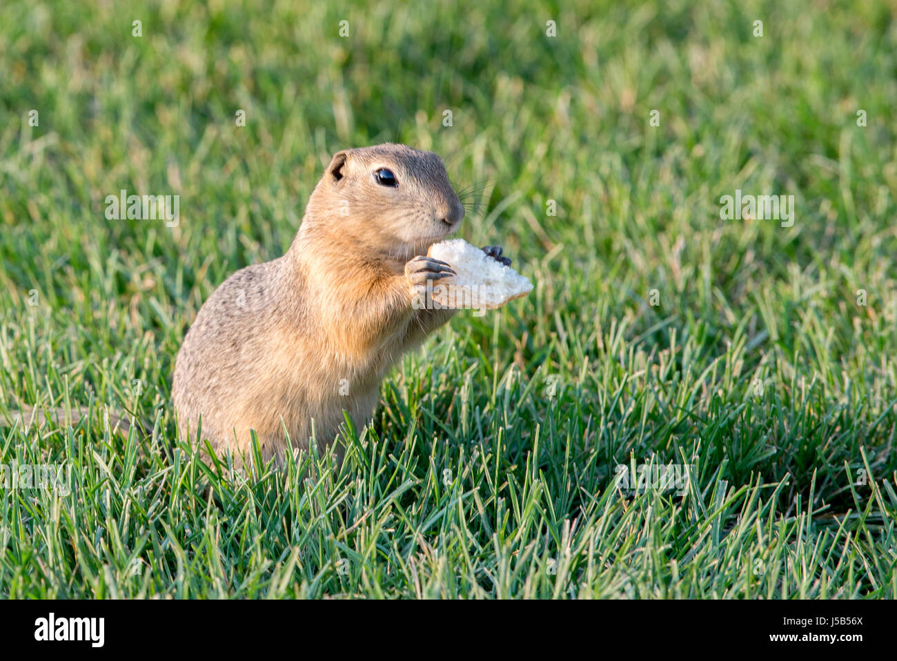 Curious gopher peeking outside its home in summer Stock Photo - Alamy
