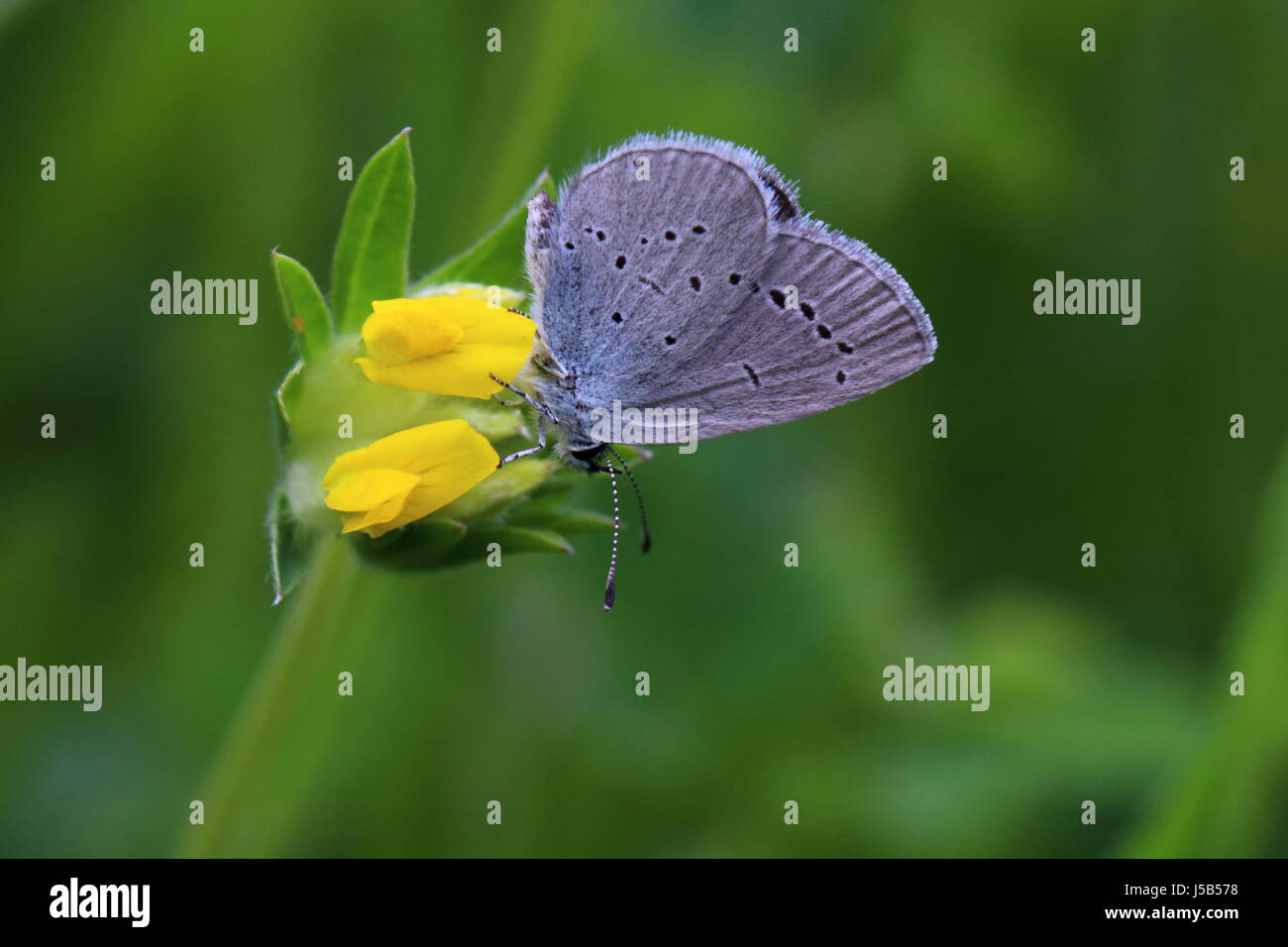 Female Small Blue Butterfly Stock Photo - Alamy