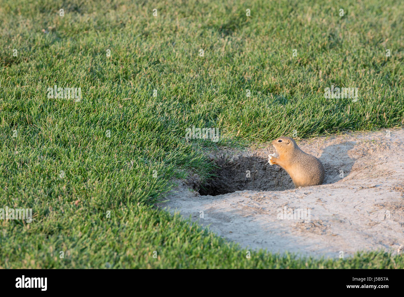 Curious gopher peeking outside its home in summer Stock Photo - Alamy