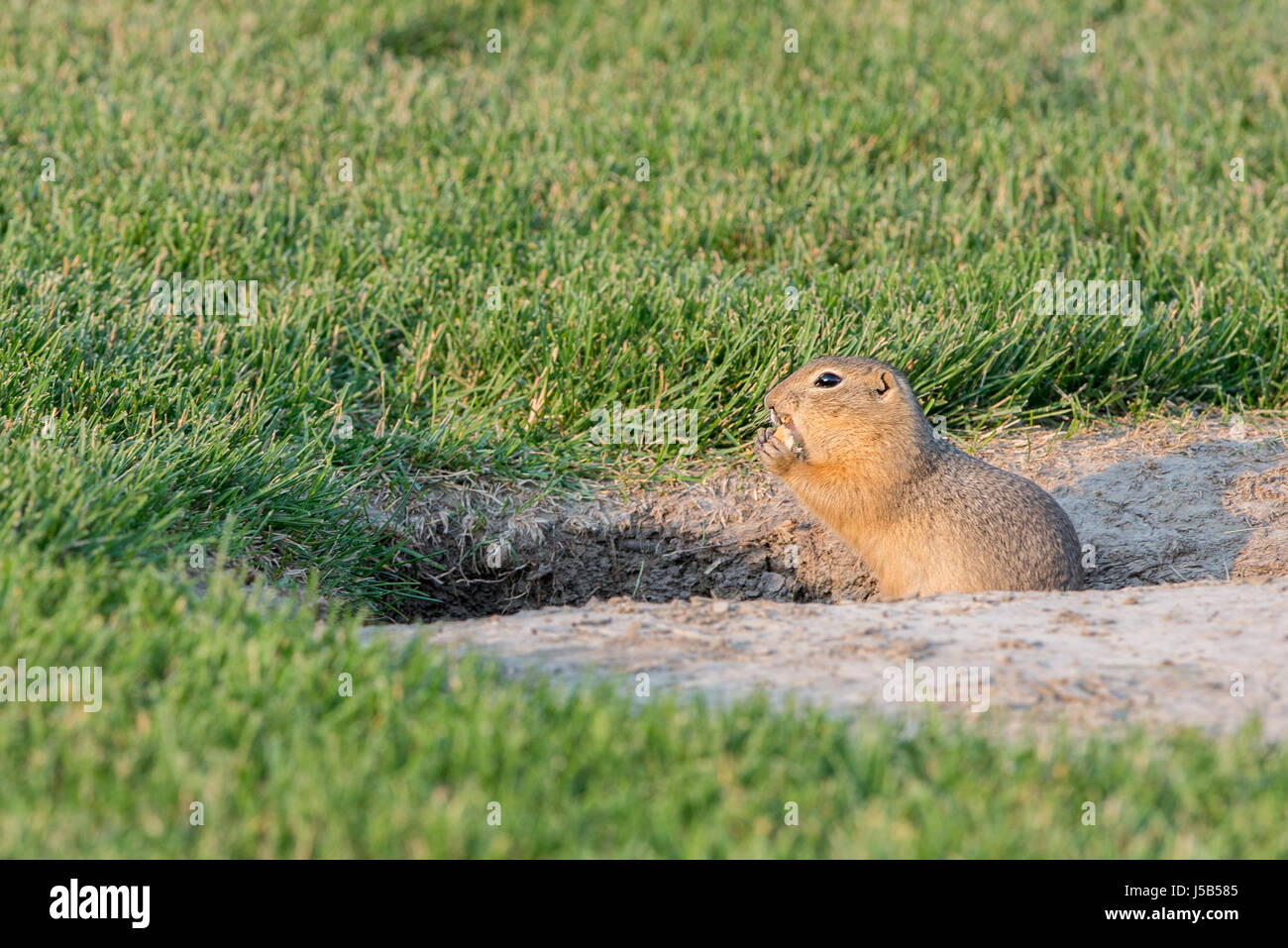 Curious gopher peeking outside its home in summer Stock Photo - Alamy