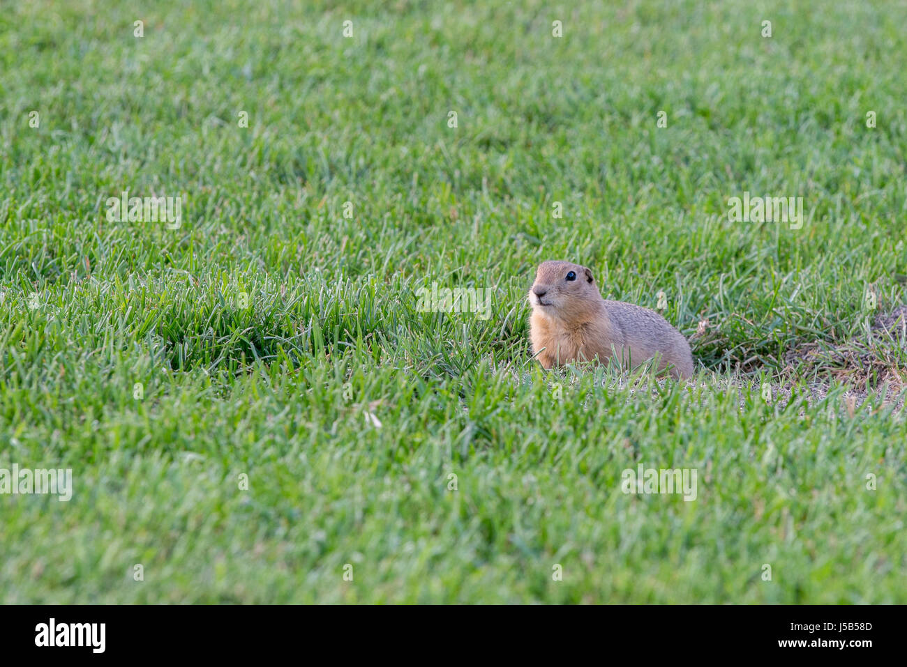 Curious gopher peeking outside its home in summer Stock Photo - Alamy
