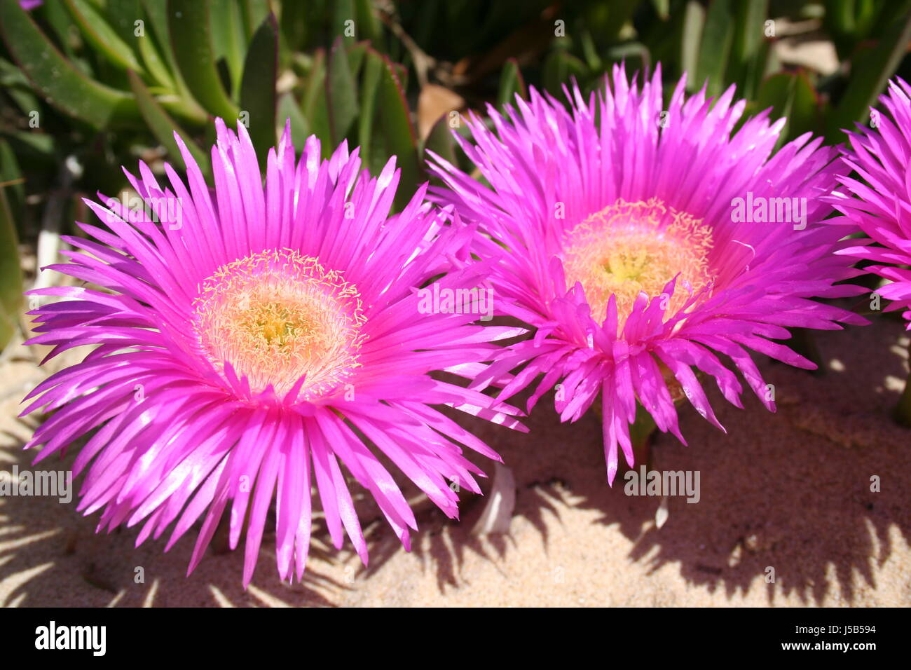 flower plant bloom blossom flourish flourishing beach seaside the beach ...