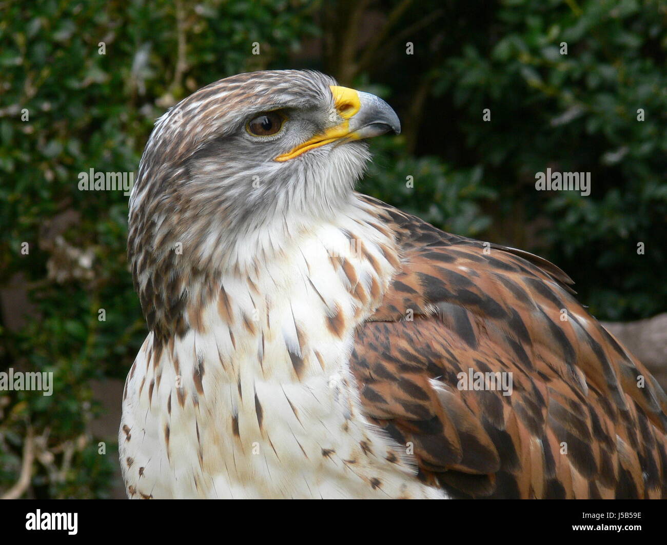 raptor buzzard hunter raptor birds of prey buzzard proud pride Stock ...