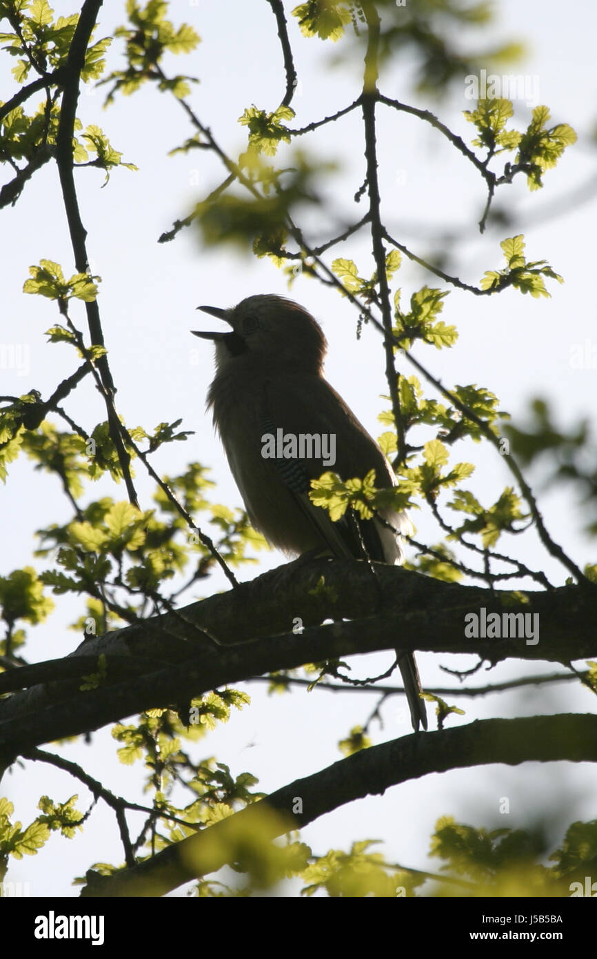 The troll birds hi-res stock photography and images - Alamy