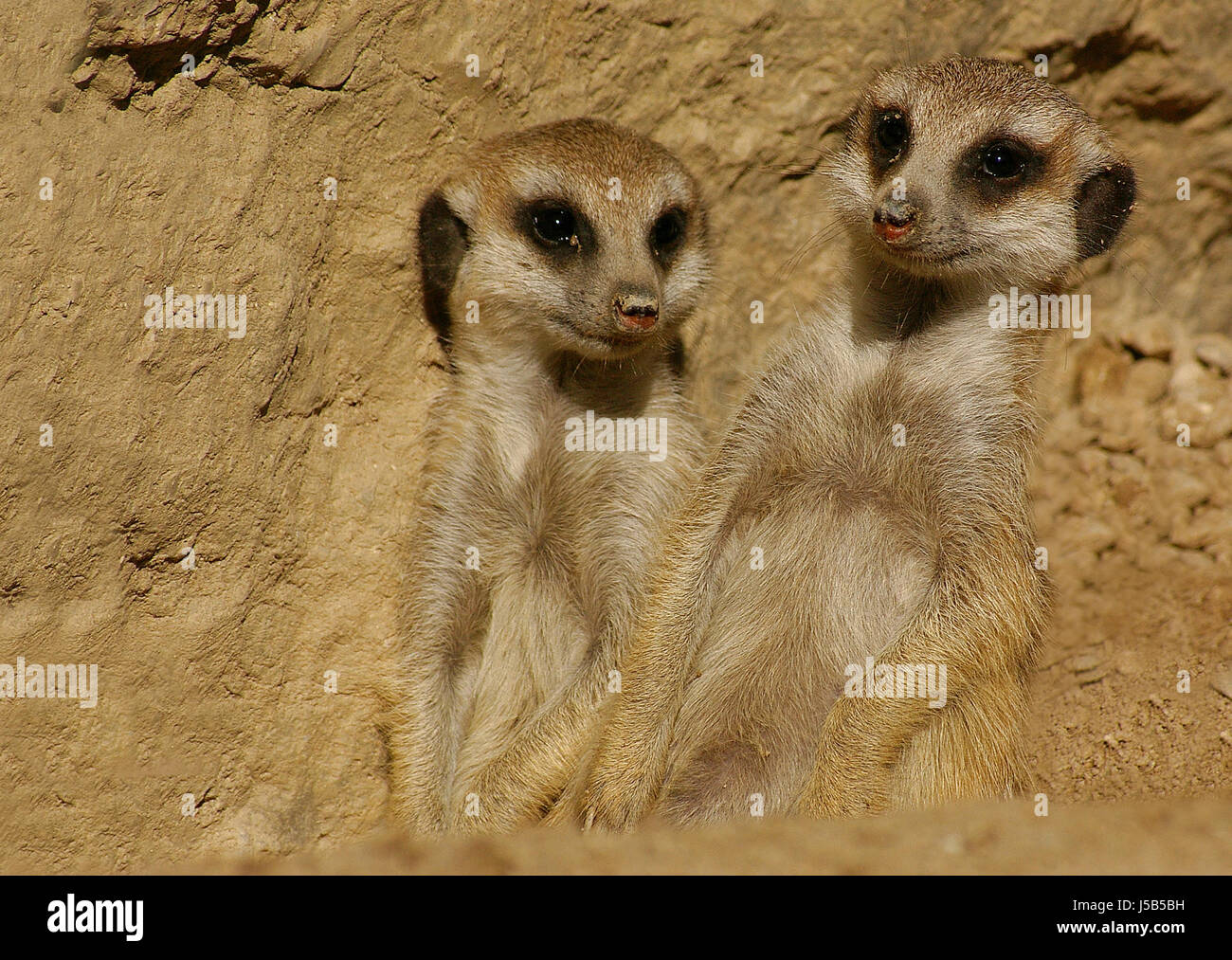 savannah look glancing see view looking peeking looking at funny amuse ...