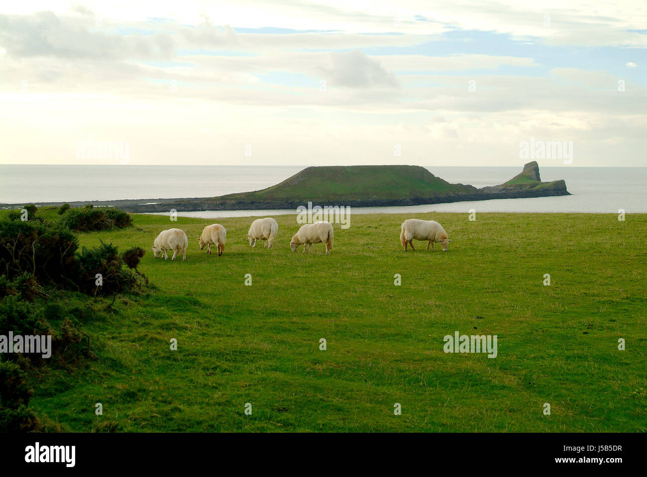 blue mammal green agriculture farming cloud beach seaside the beach ...
