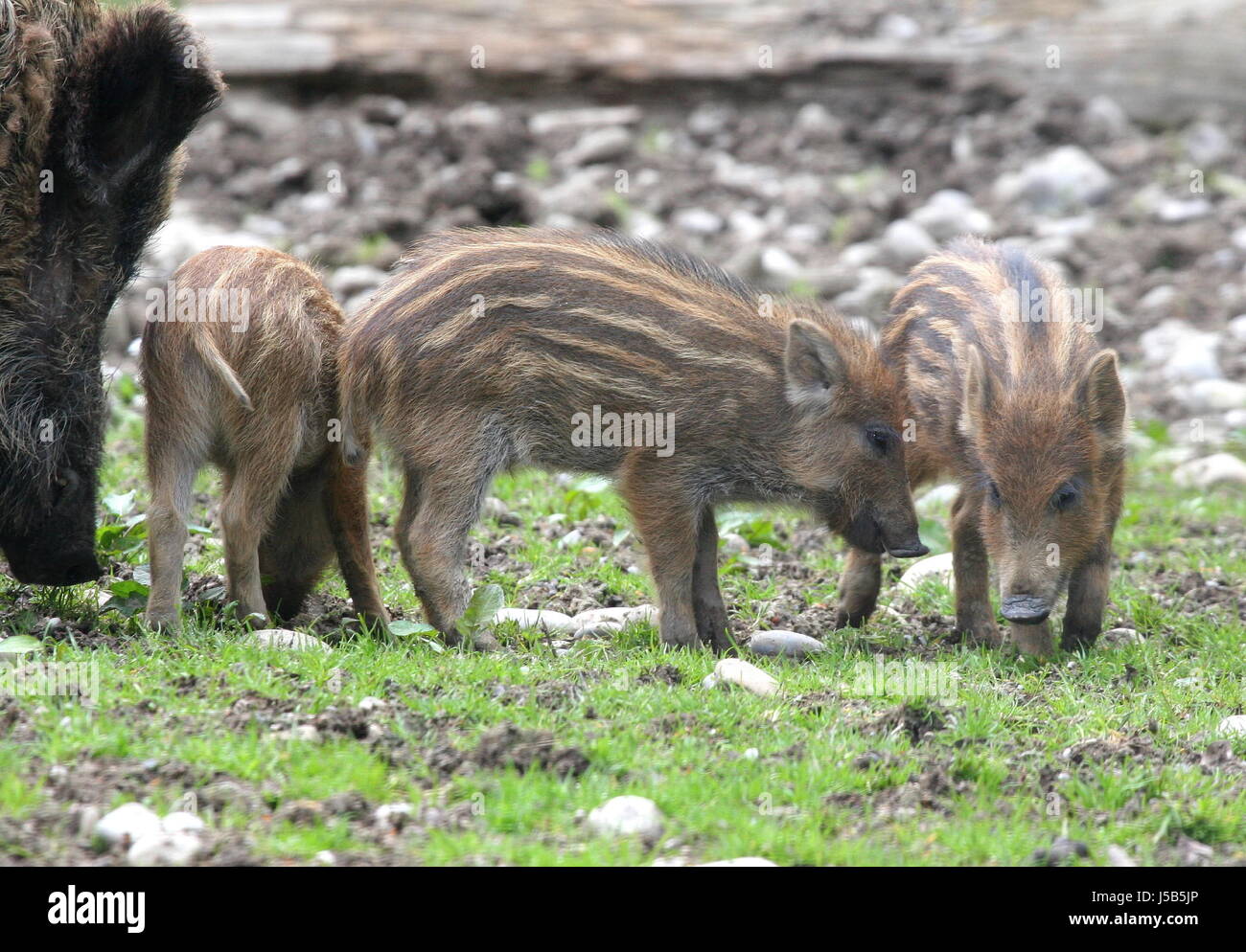 animal mammal skin striated livestock mud wild boar pig dirty muzzle ...