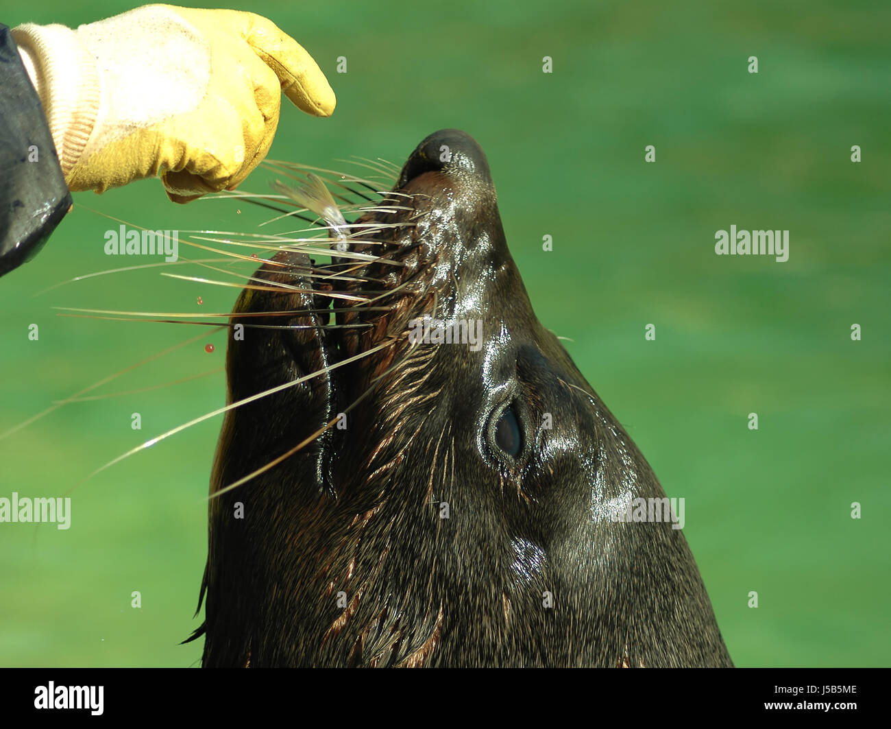 the hand that feeds me Stock Photo - Alamy