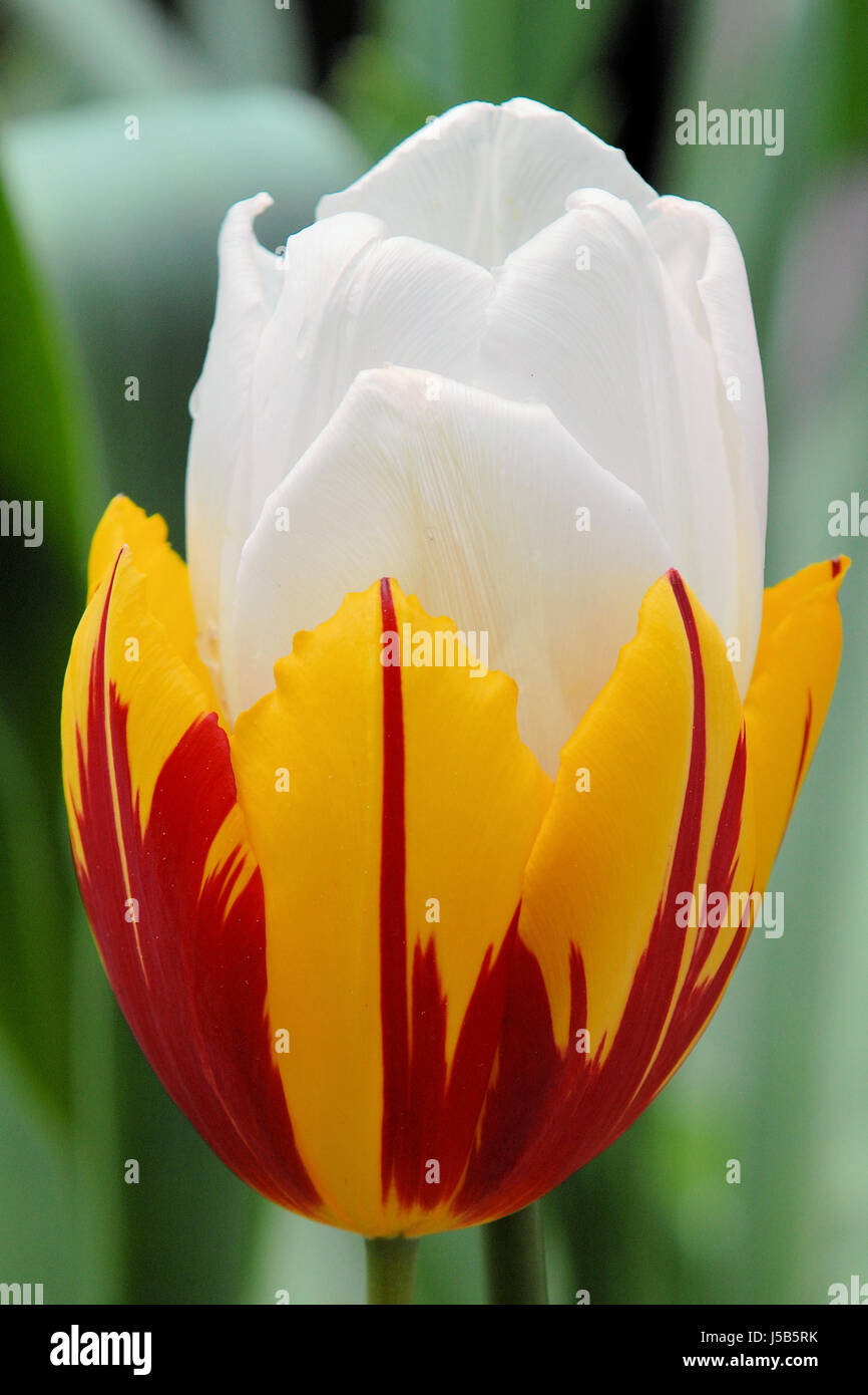 freak of nature Stock Photo - Alamy