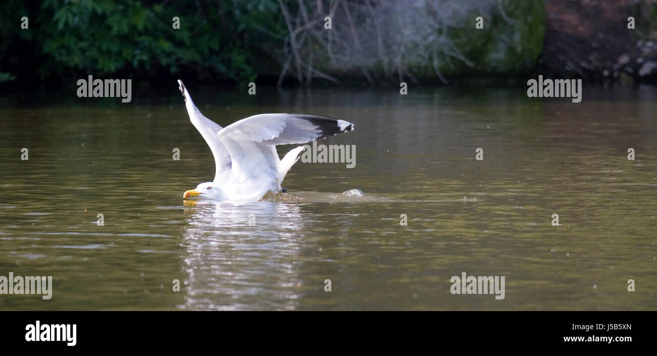 bird birds landing belly tummy fresh water lake inland water water ...