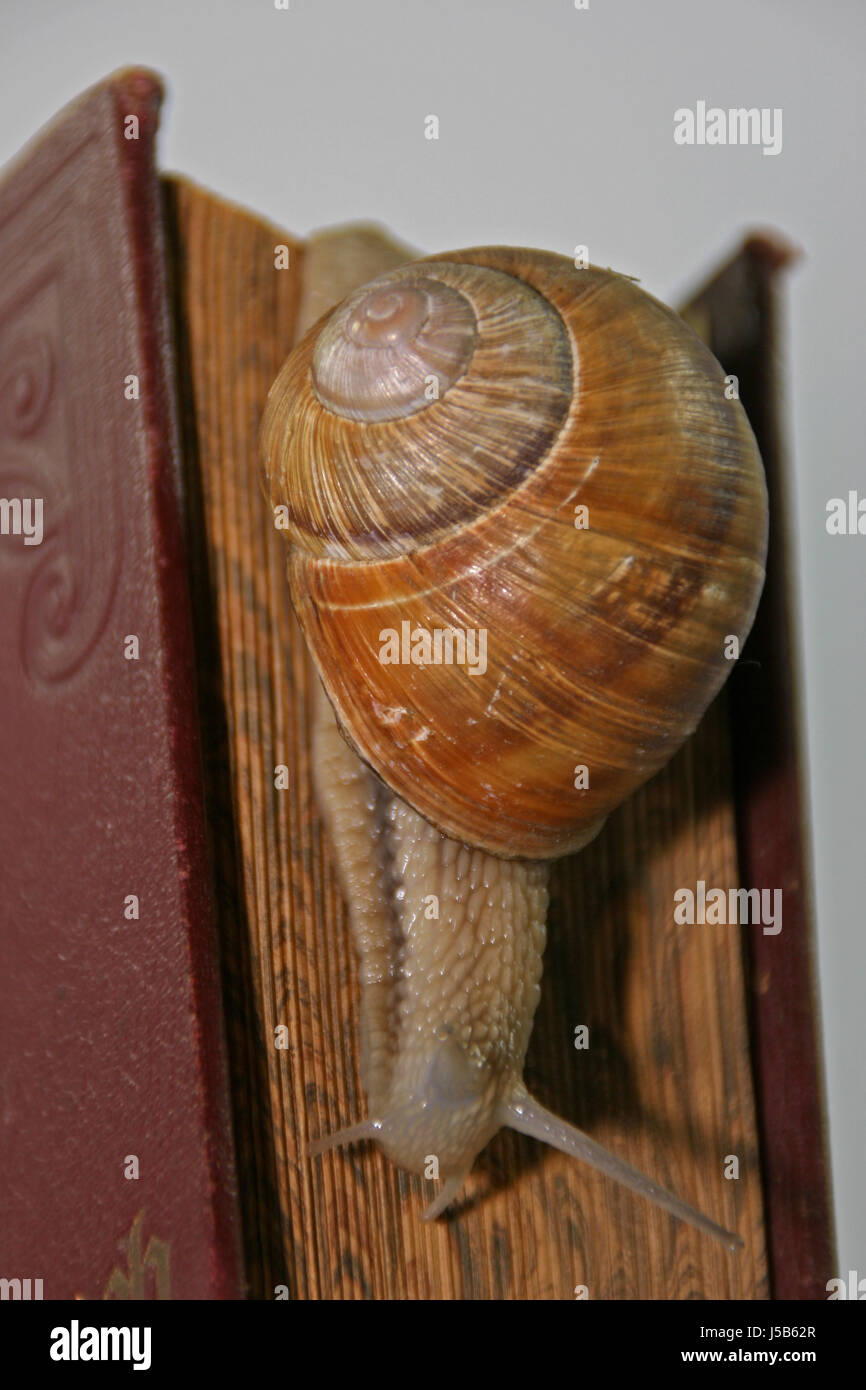 brown brownish brunette writing font typography beige snail edible ...