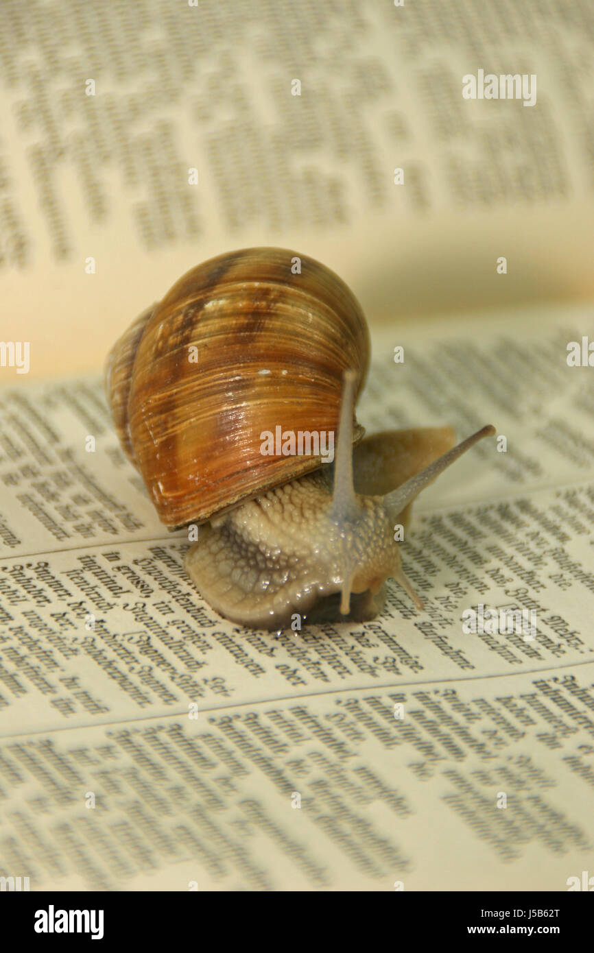 books snail 2 Stock Photo - Alamy