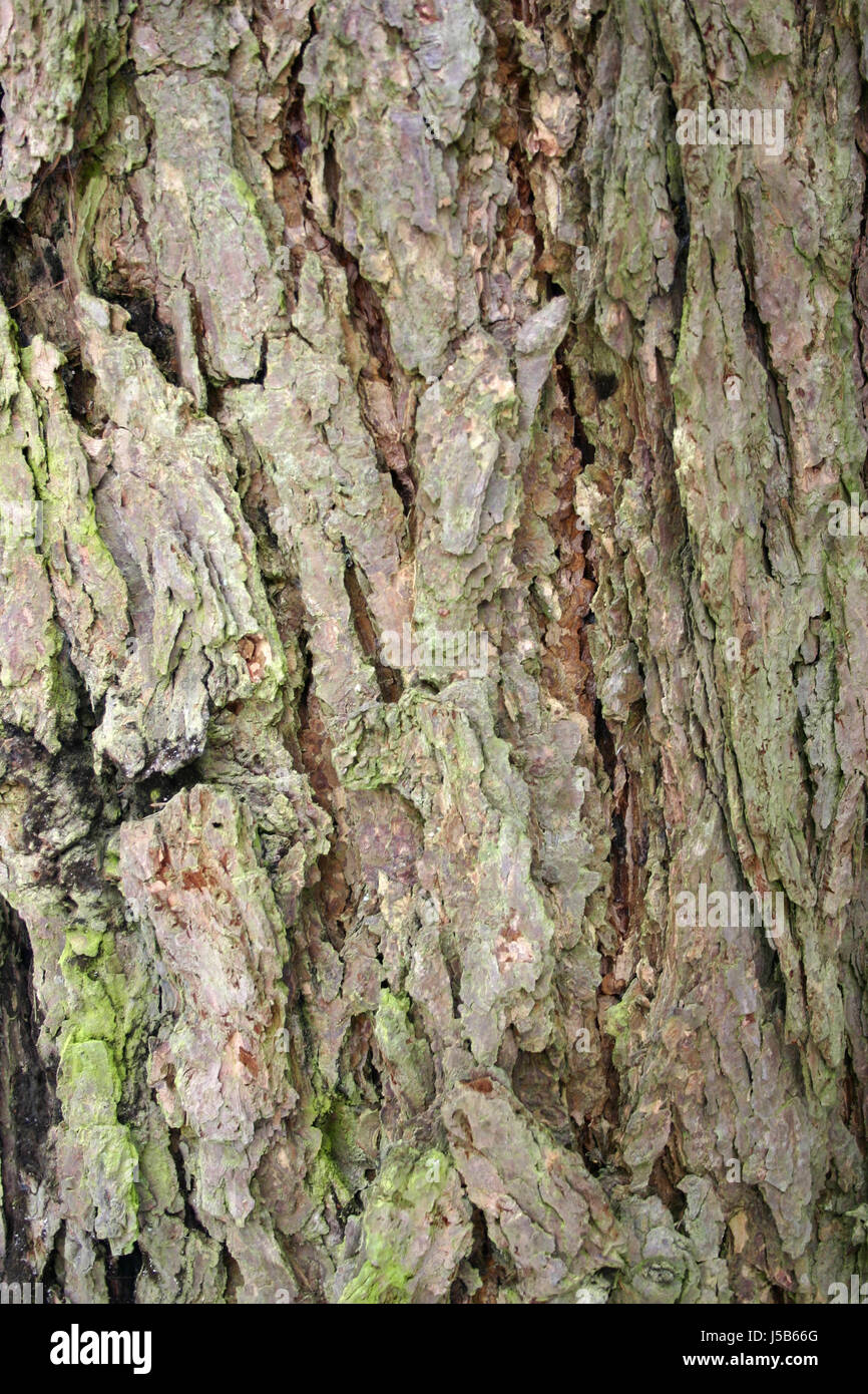 tree wood bark conifer larch backdrop background forest nature trunk ...